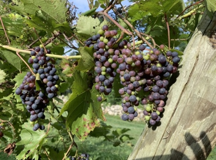 Gallery - Haunted Vineyards Winery